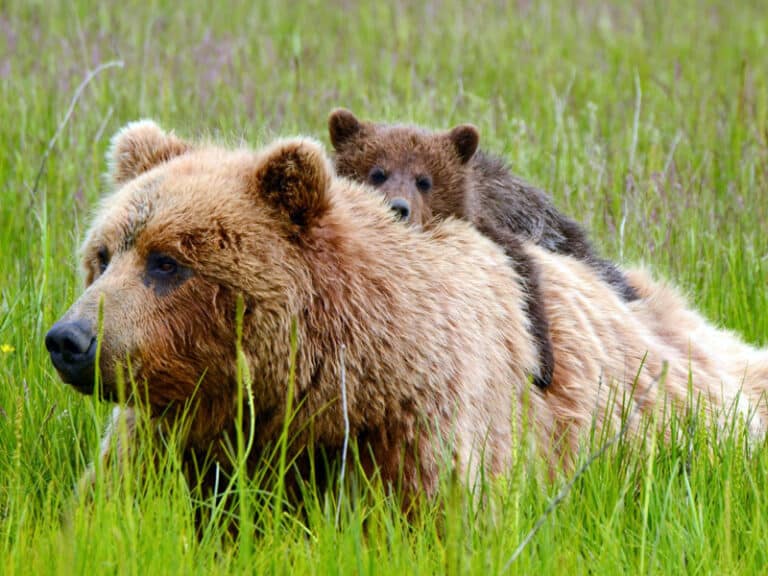 Park Service proposing cruel hunting practices on National Preserves in ...